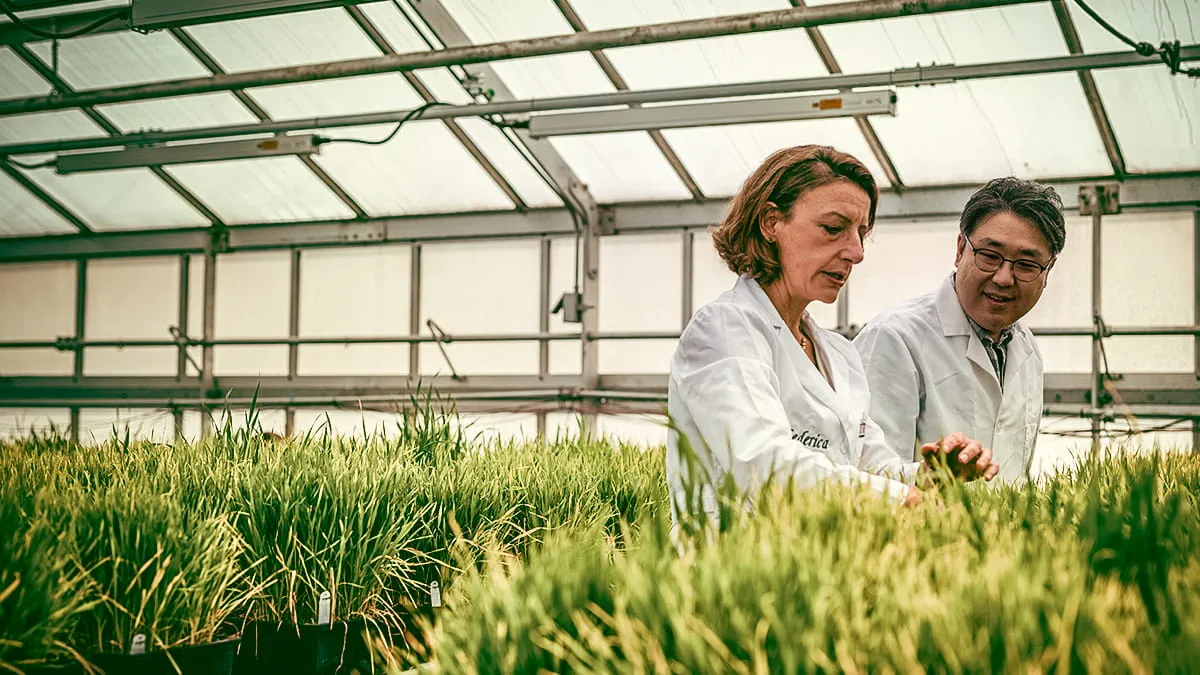 Making plants more productive - MSU Innovation Center