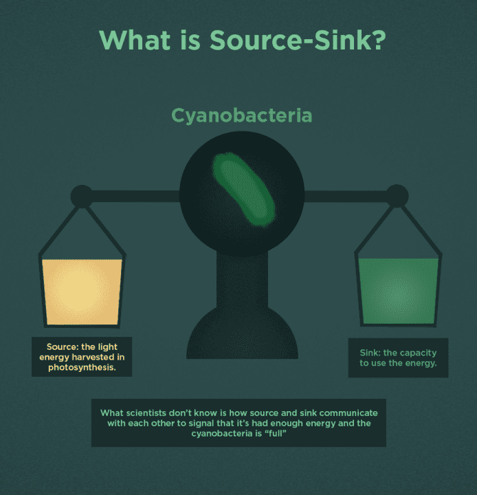 Illuminating The Source Sink Balancing Act Of Photosynthetic