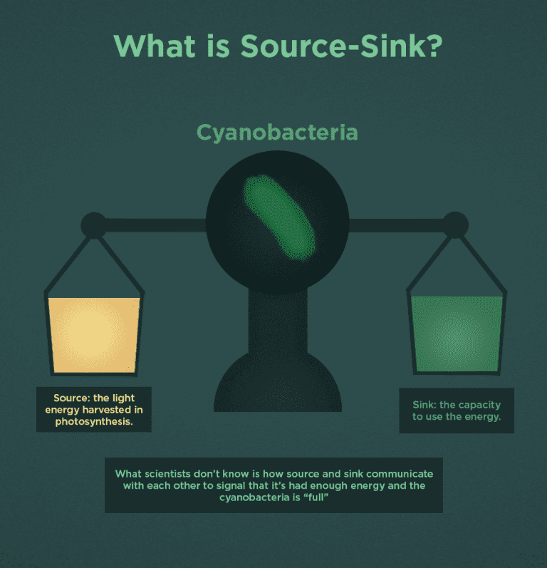 Illuminating the source-sink balancing act of photosynthetic