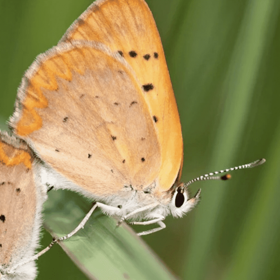 Country without butterflies possible- MSU Innovation Center